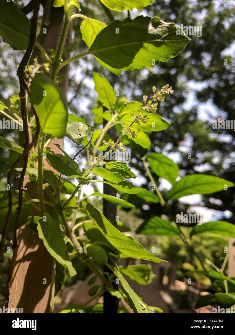 Tulsi plant hi-res stock photography and images - Alamy