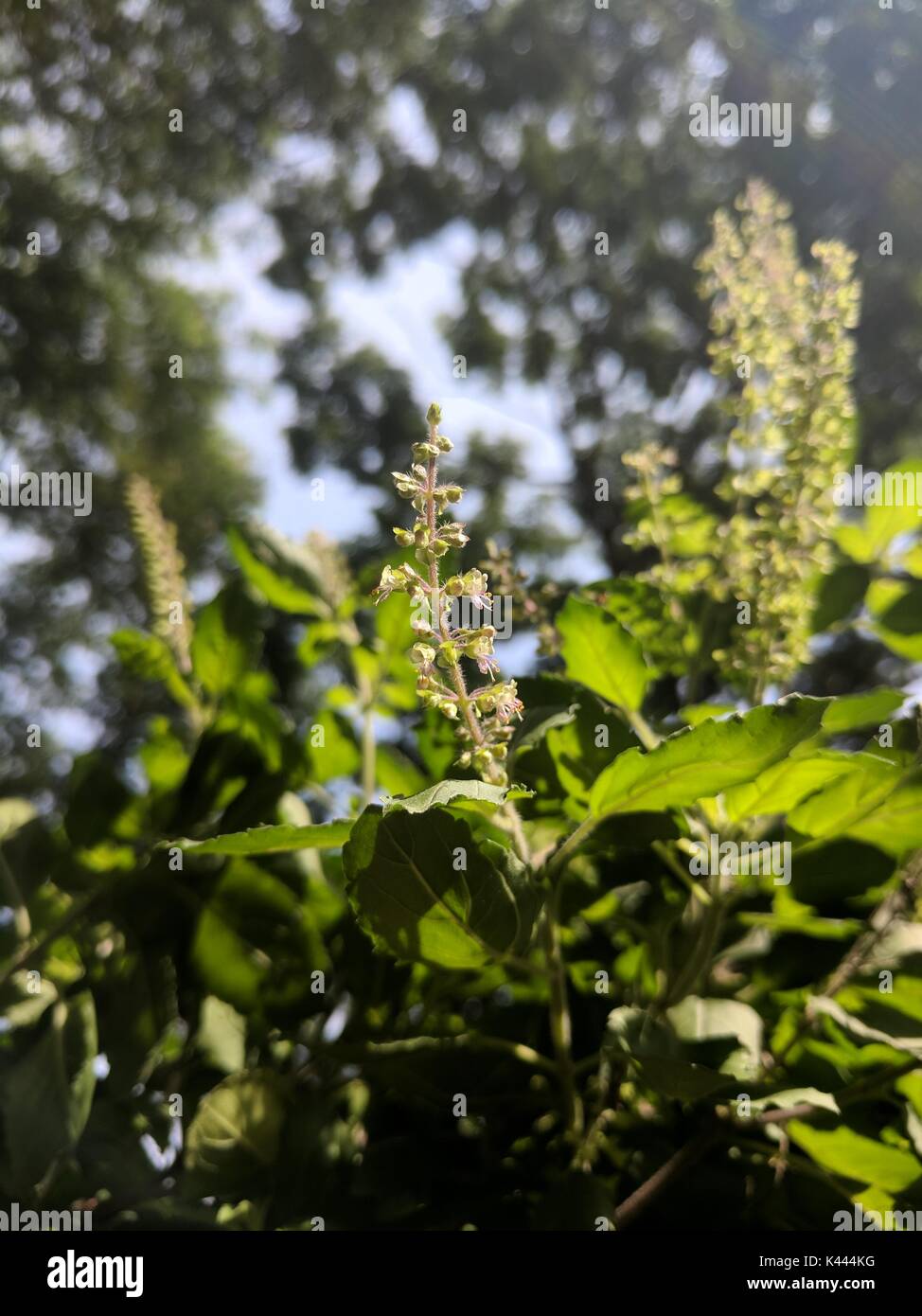 Tulsi plant hi-res stock photography and images - Alamy