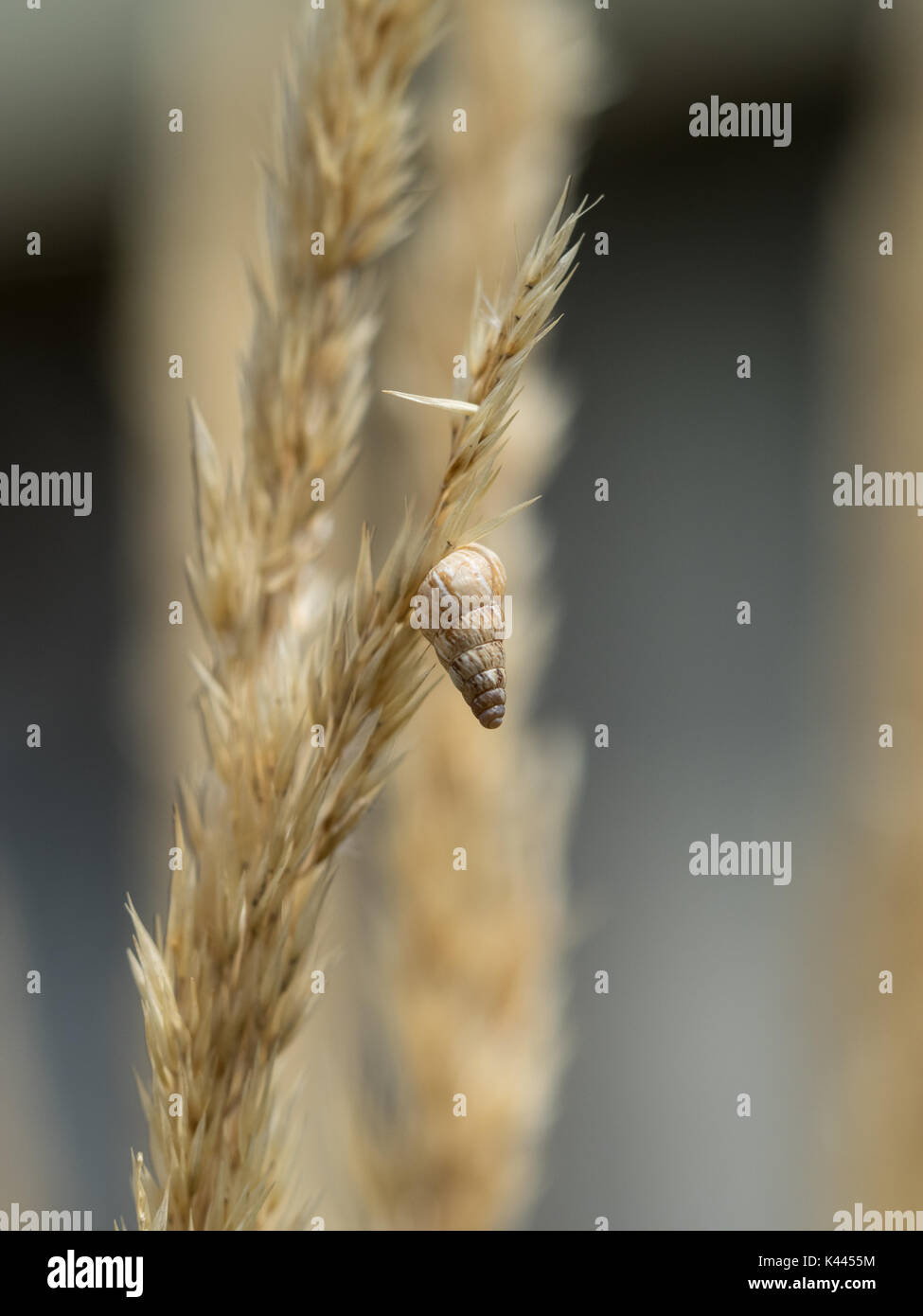 Land snail clinging hi-res stock photography and images - Alamy