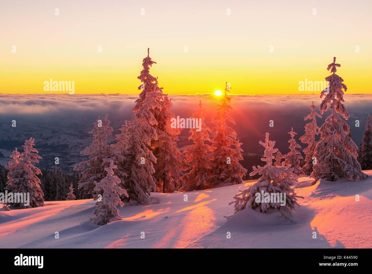 Dramatic wintry scene with snowy trees Stock Photo - Alamy