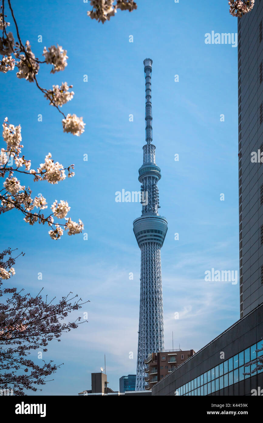 The Tokyo Skytree with cherry blossoms in Sumida Park, Asakusa, Tokyo ...