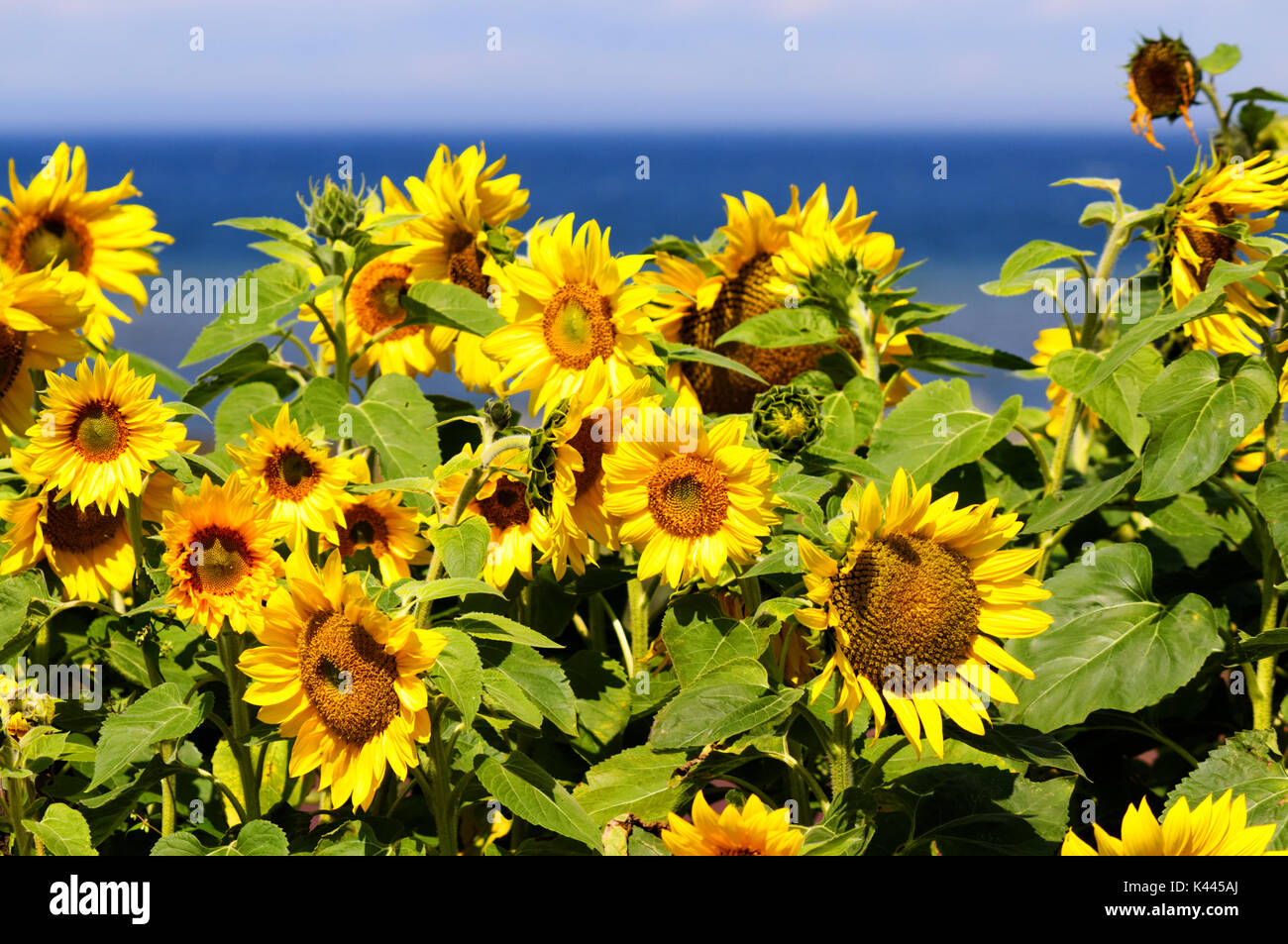 Ocean and sunflower hi-res stock photography and images - Alamy