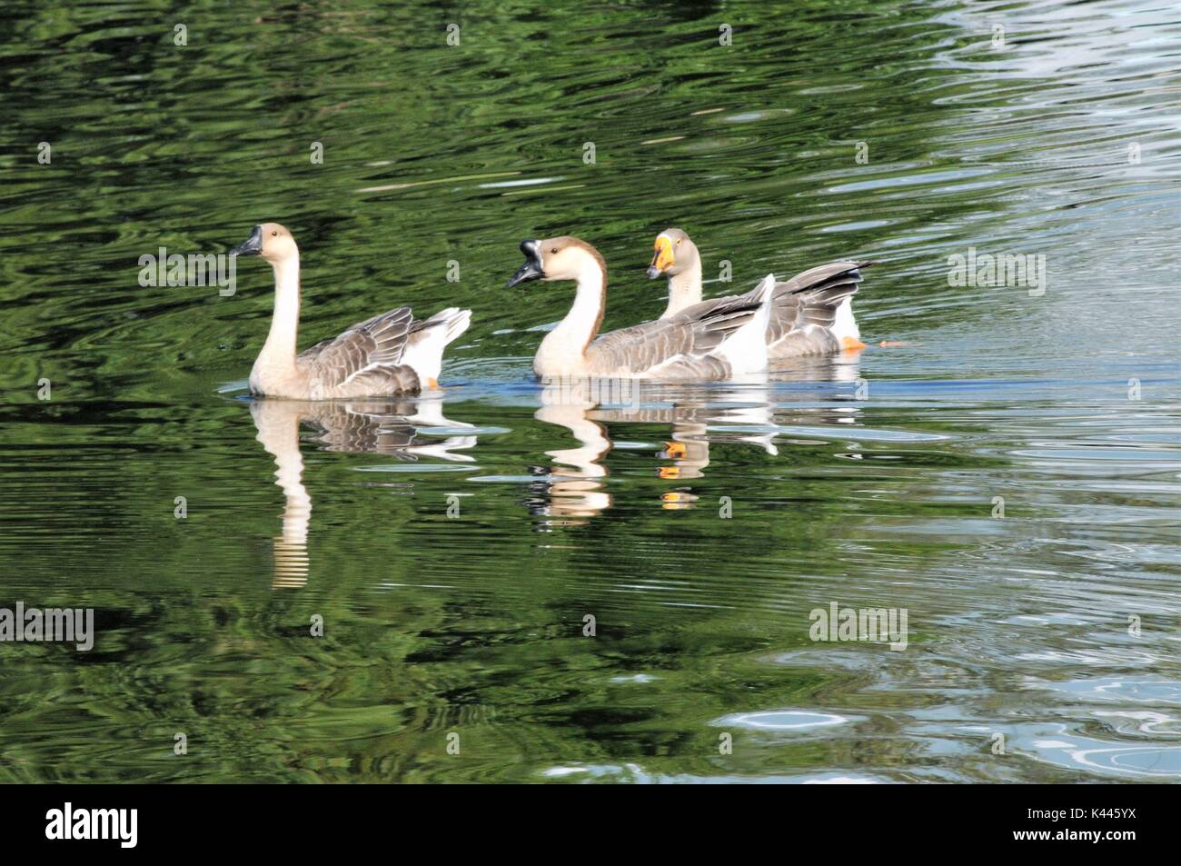 Chinese Geese out for an early morning swim Stock Photo - Alamy