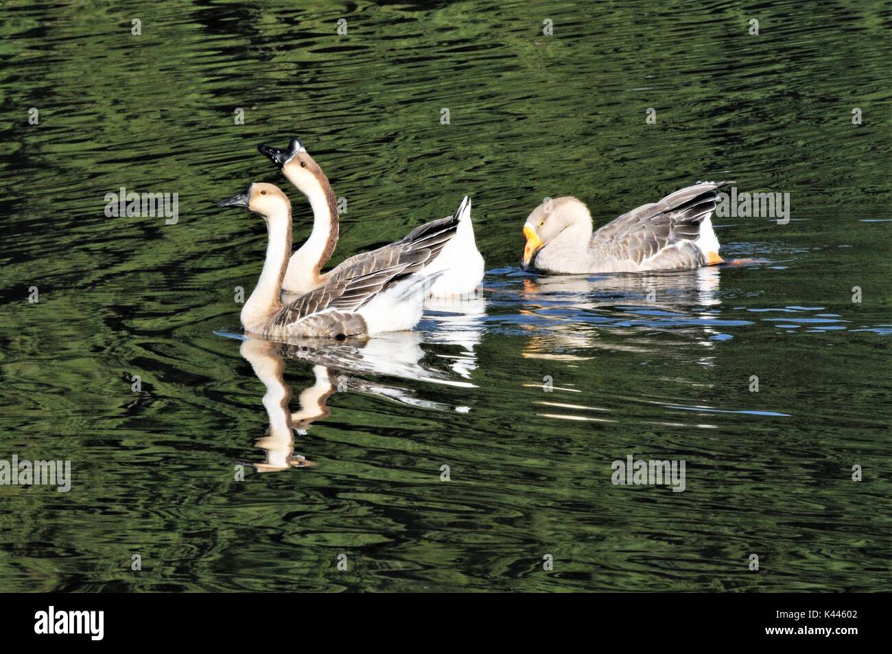 Chinese Geese out for an early morning swim Stock Photo - Alamy
