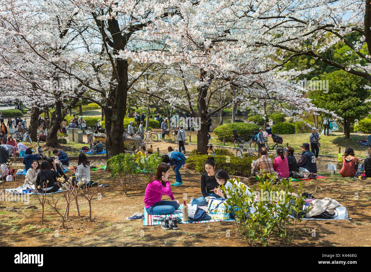 Picnic Under Trees Stock Photos & Picnic Under Trees Stock Images - Alamy