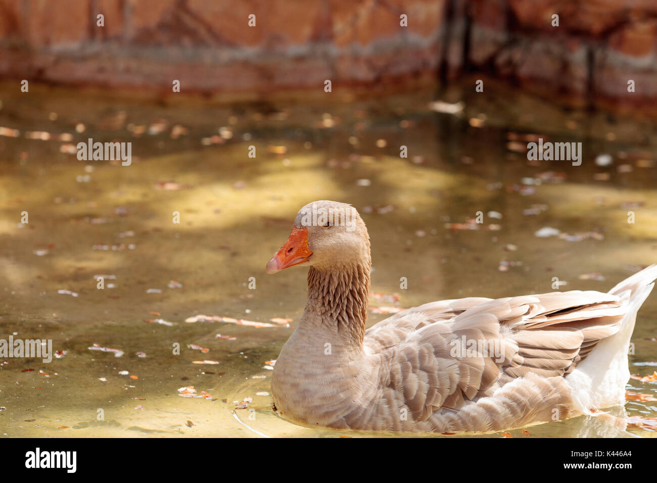 American buff goose Anser anser domesticus is a rare breed of goose ...