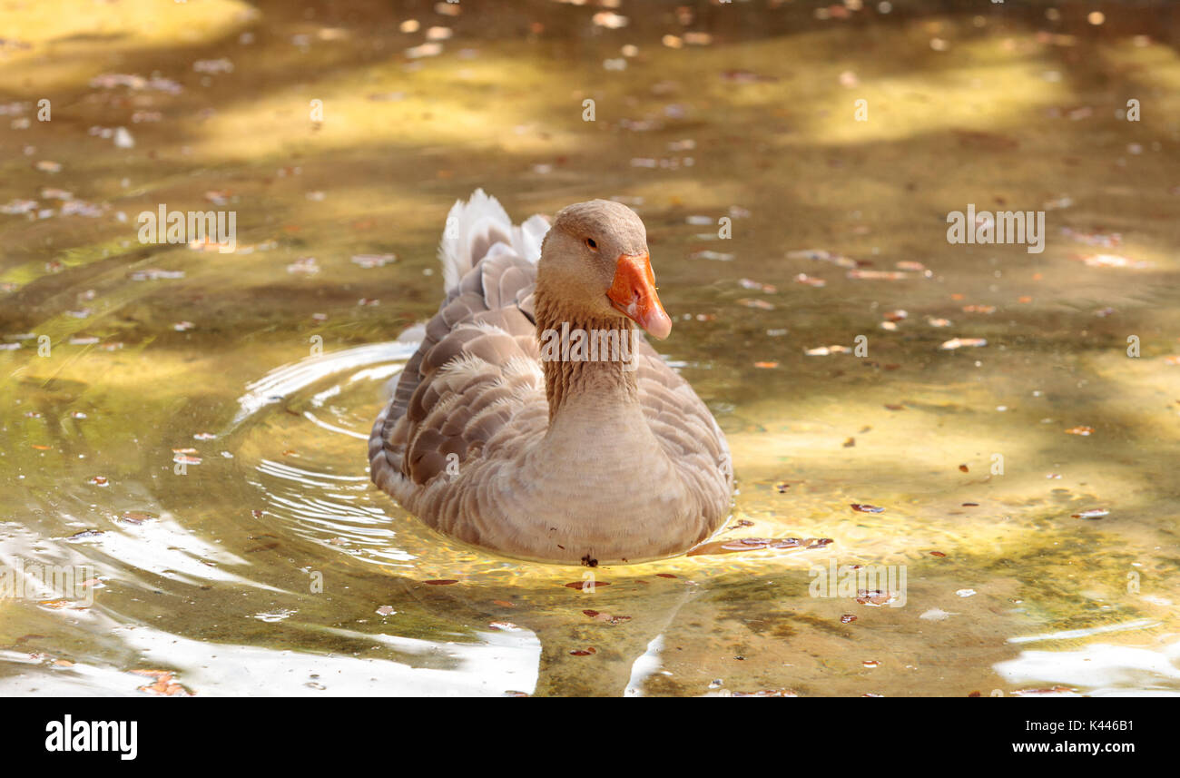 American buff goose Anser anser domesticus is a rare breed of goose ...