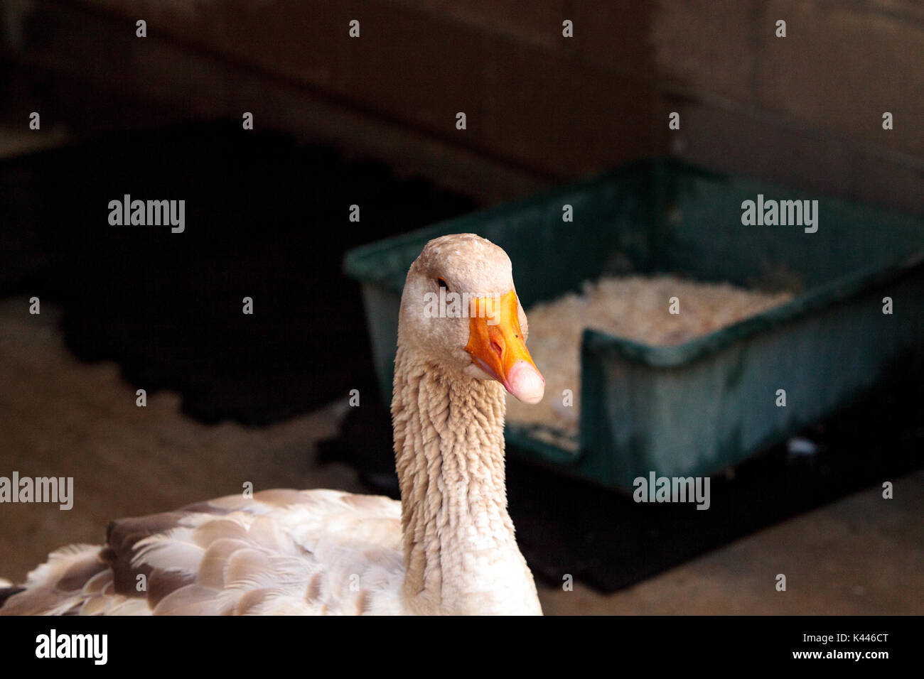 American buff goose Anser anser domesticus is a rare breed of goose ...