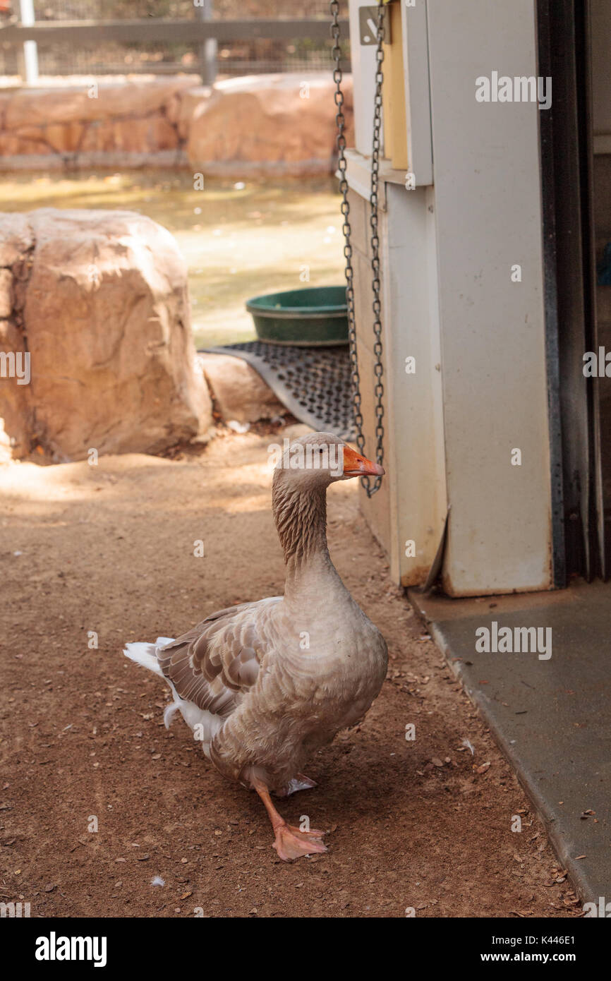 American buff goose Anser anser domesticus is a rare breed of goose ...