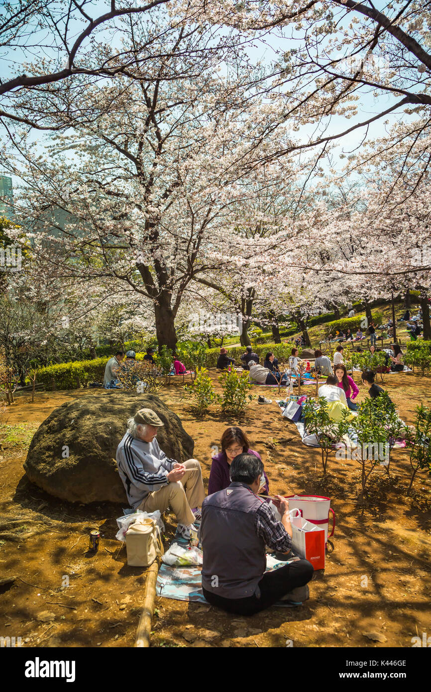 Japanese people having a picnic under cherry blossom trees in Sumida Park, Asakusa, Tokyo, Japan ...