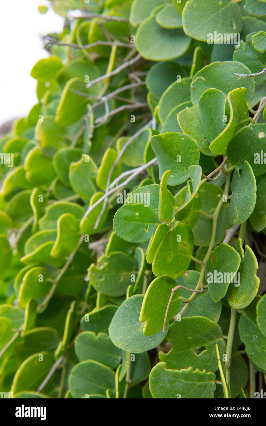 Bush foliage pattern hi-res stock photography and images - Alamy
