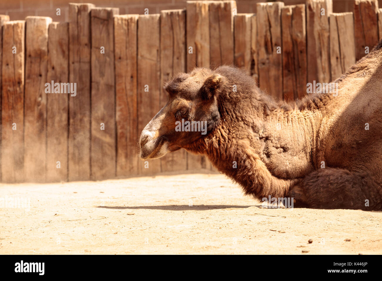 Bactrian camel Camelus bactrianus has two humps and can go months ...