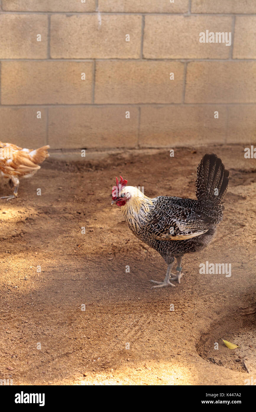 Brahma rooster hi-res stock photography and images - Alamy