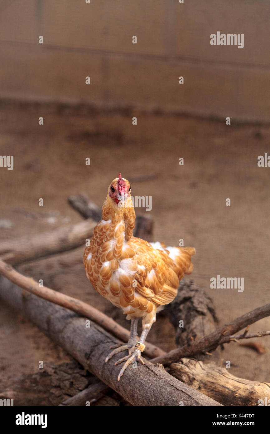 Buff colored Cochin chicken scratches the ground and pecks for food in ...