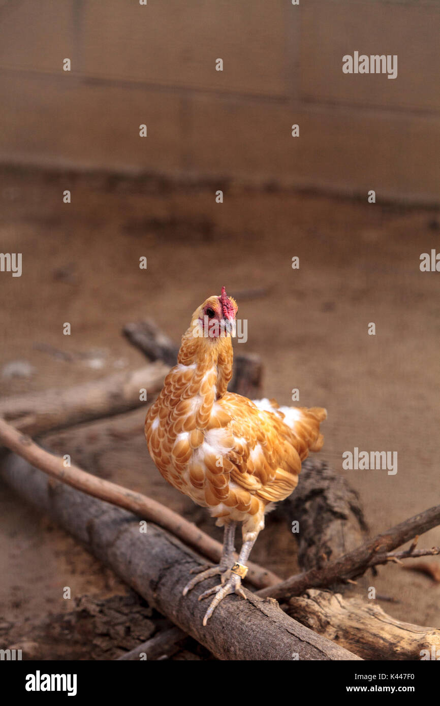 Buff colored Cochin chicken scratches the ground and pecks for food in ...
