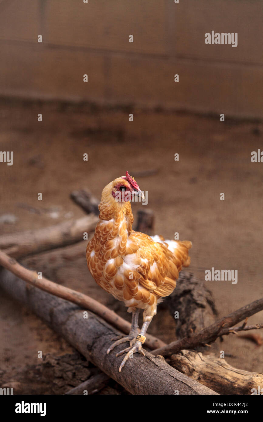 Buff Cochin Chicken High Resolution Stock Photography and Images - Alamy