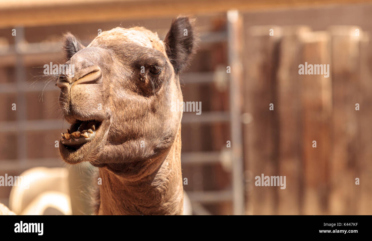 Domedary camel Camelus dromedaries has only one hump Stock Photo - Alamy