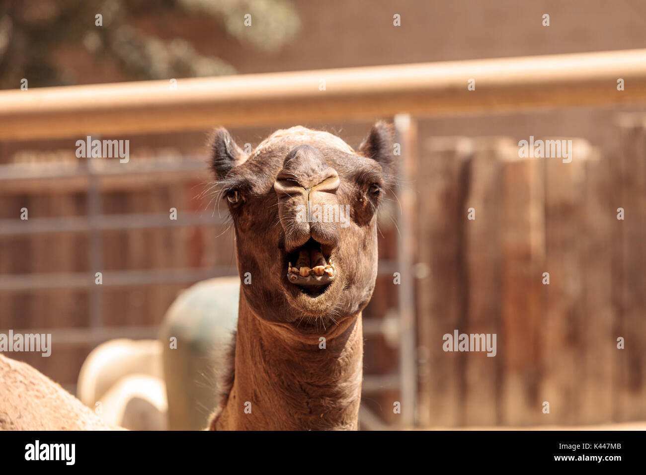 Domedary camel Camelus dromedaries has only one hump Stock Photo - Alamy