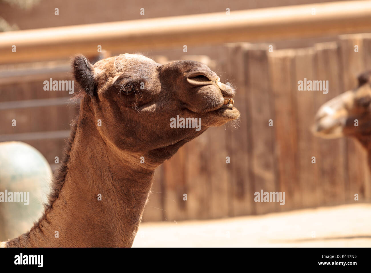 Domedary camel Camelus dromedaries has only one hump Stock Photo - Alamy