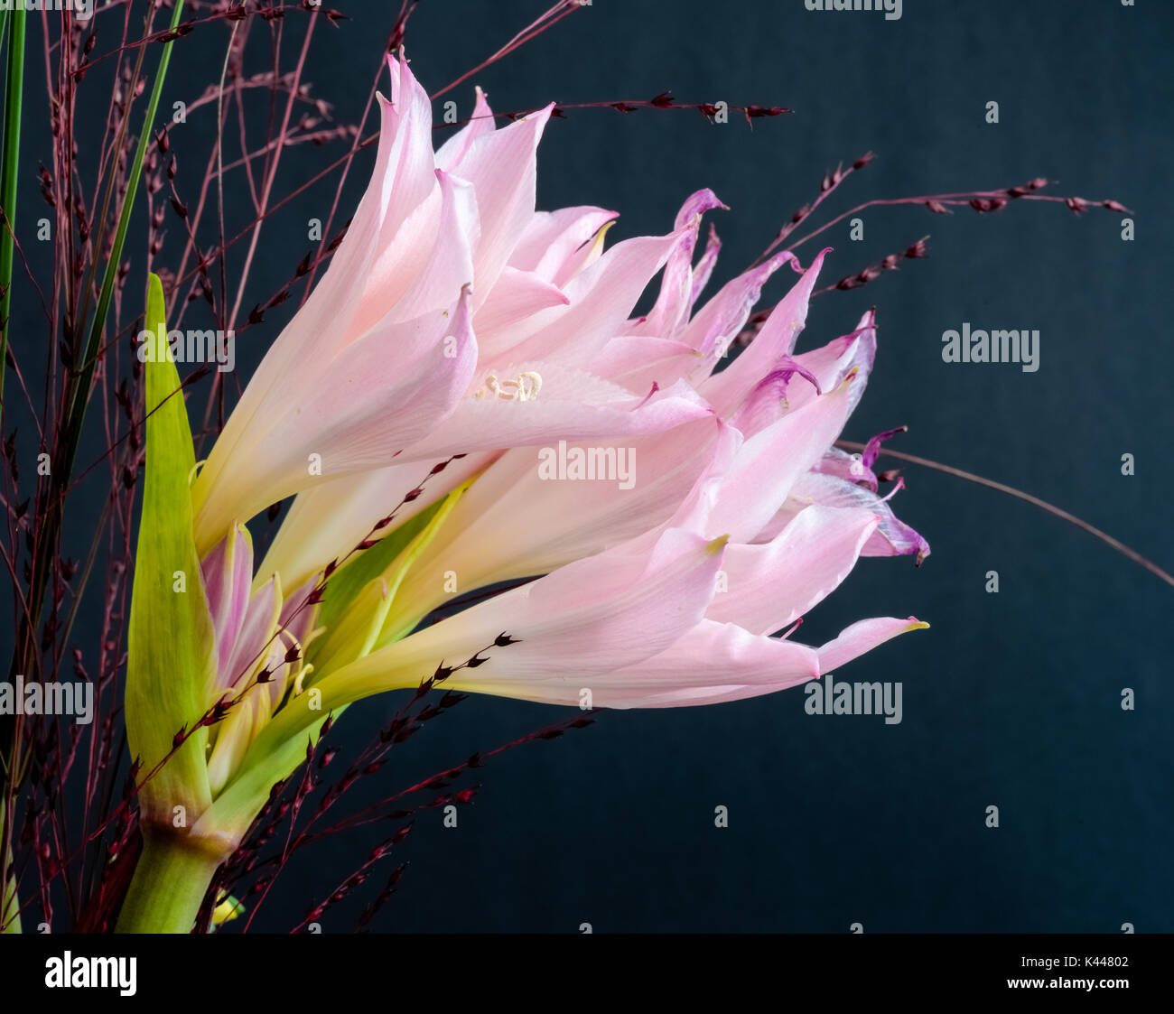 Blue Amaryllis Stock Photos & Blue Amaryllis Stock Images - Alamy