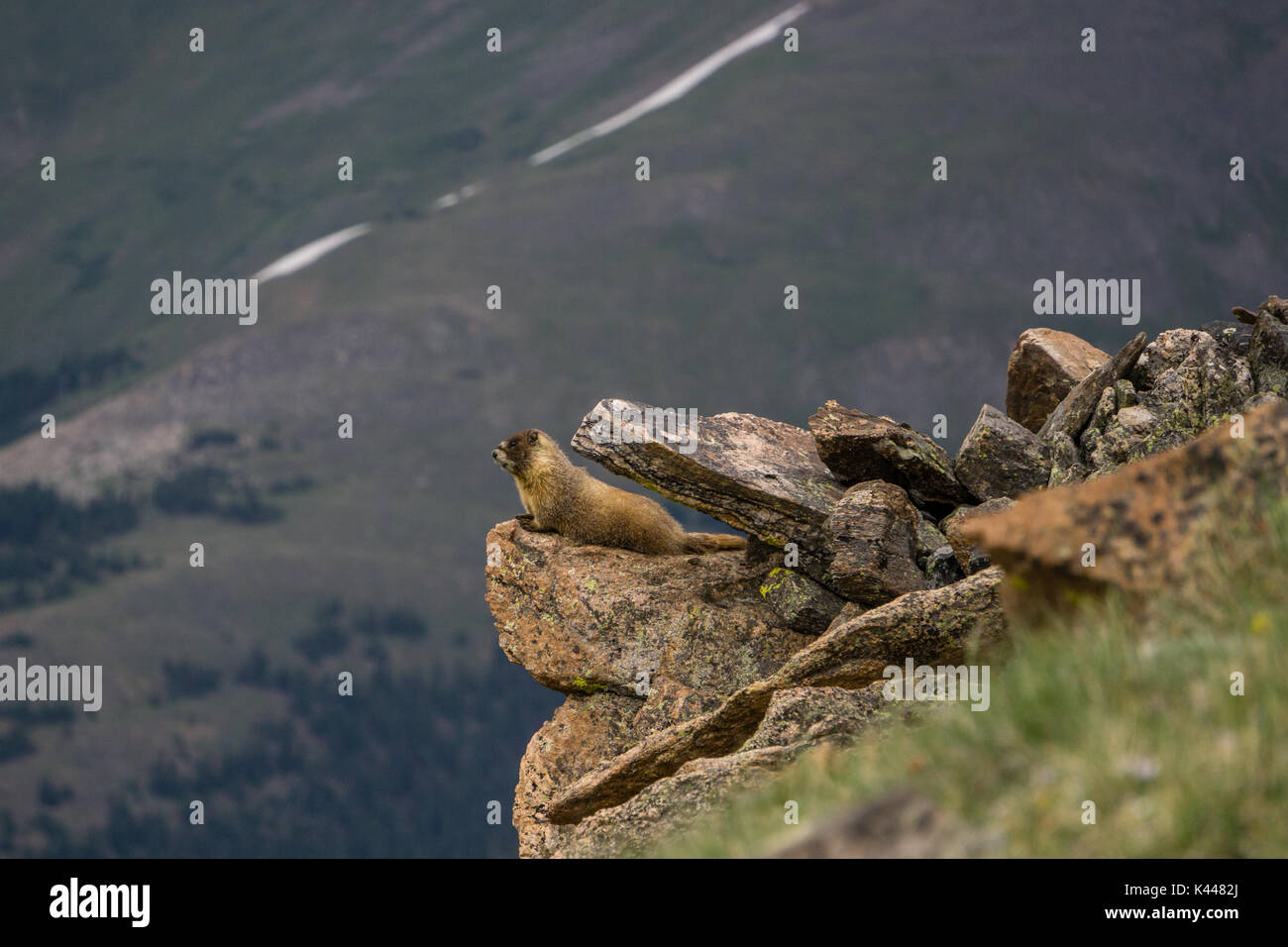 Colorado wildlife hi-res stock photography and images - Alamy