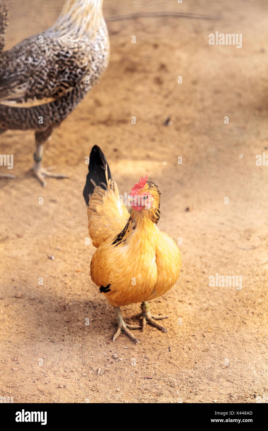 Sicilian Buttercup Bantams