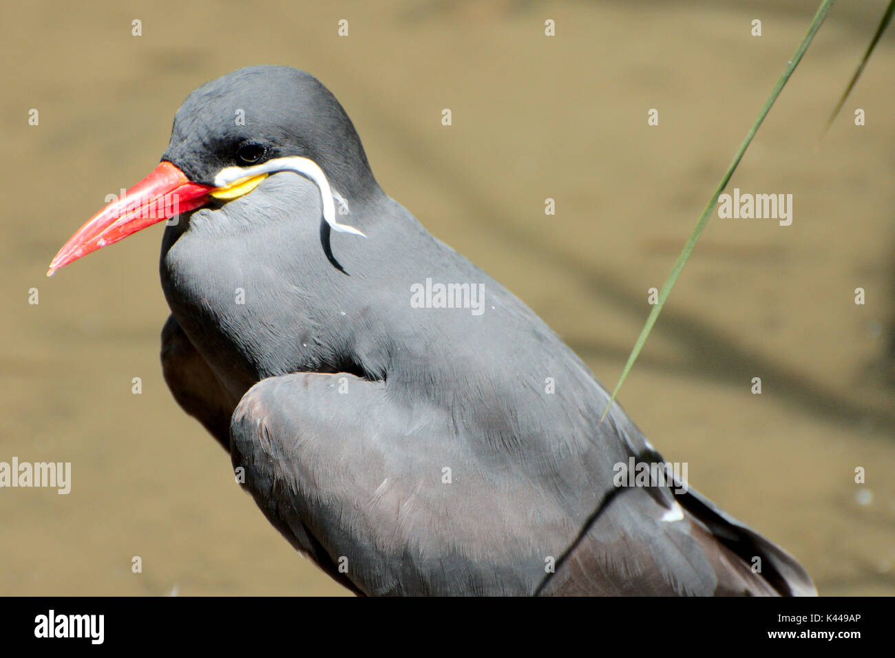 Single bird in summer in the wild Stock Photo - Alamy