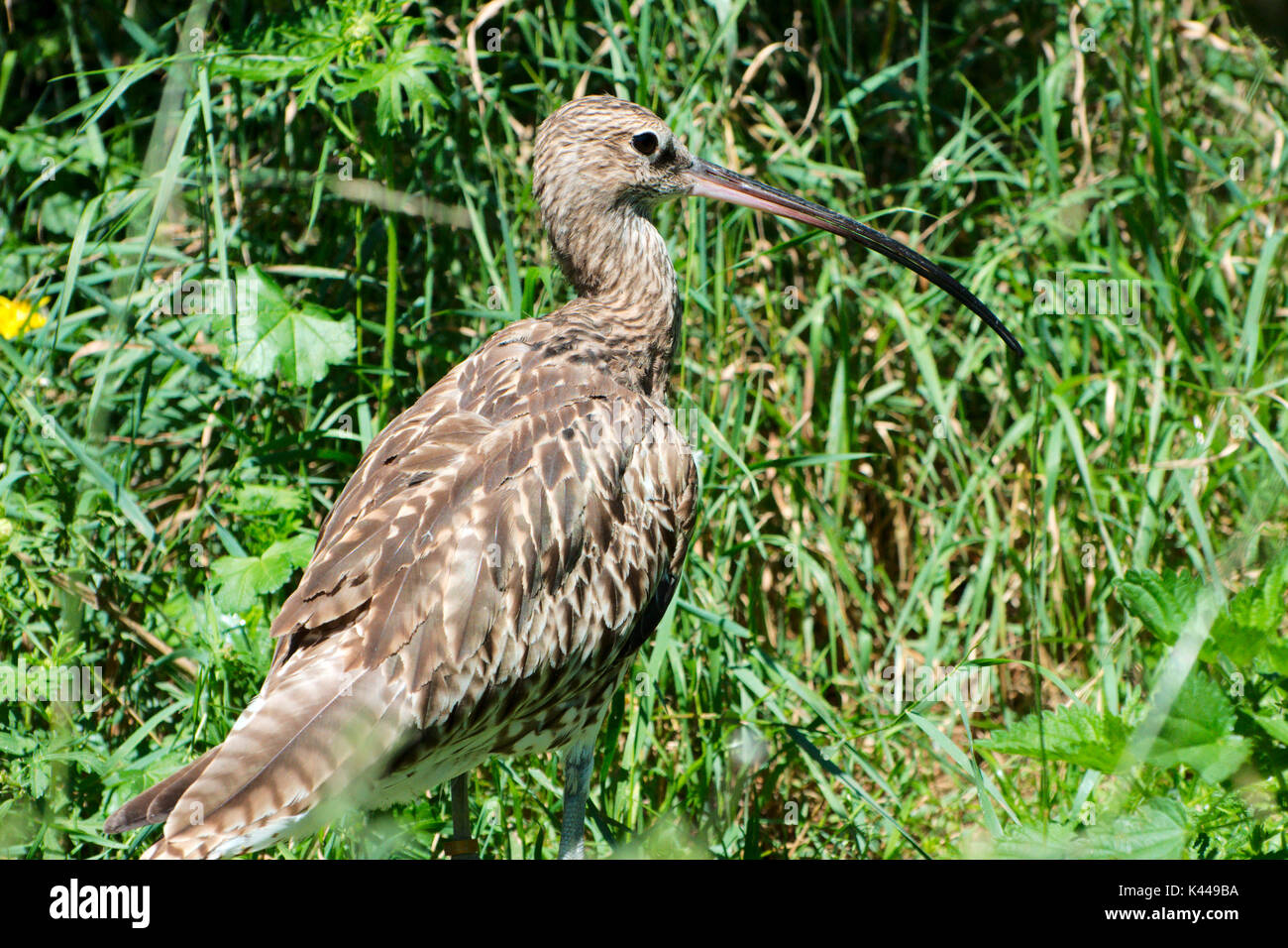 Single bird in summer in the wild Stock Photo - Alamy