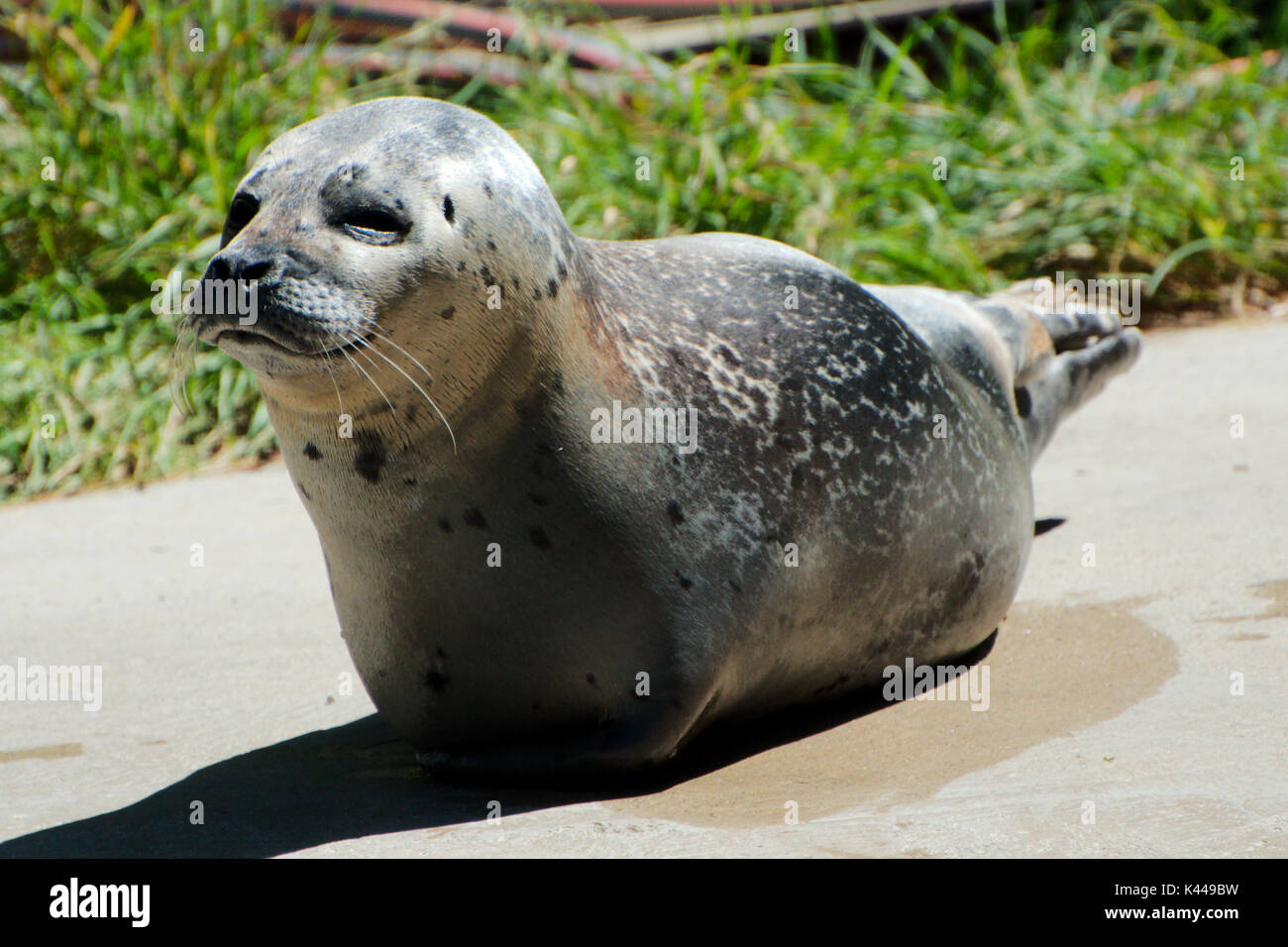 Sea lion basking in hi-res stock photography and images - Alamy