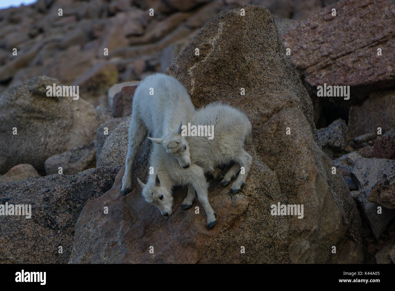 Two young Mountain Goats play on a Boulder, in the Colorado Mountains ...