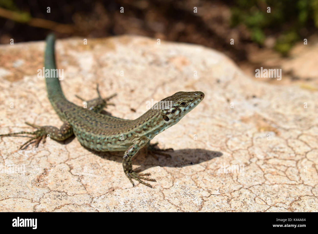 Formentera wall lizard Stock Photo - Alamy