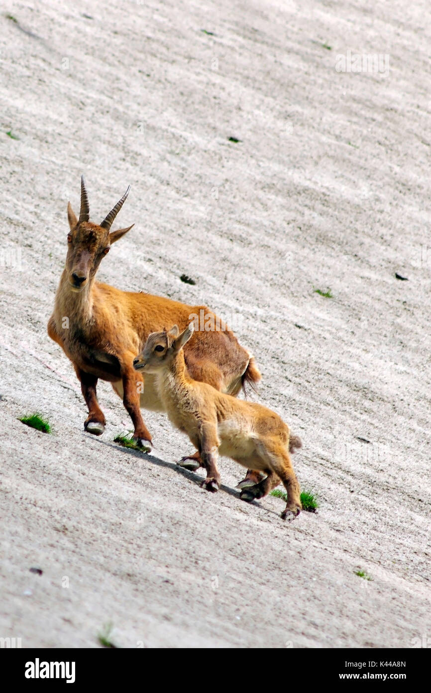 Ibex dam hi-res stock photography and images - Alamy