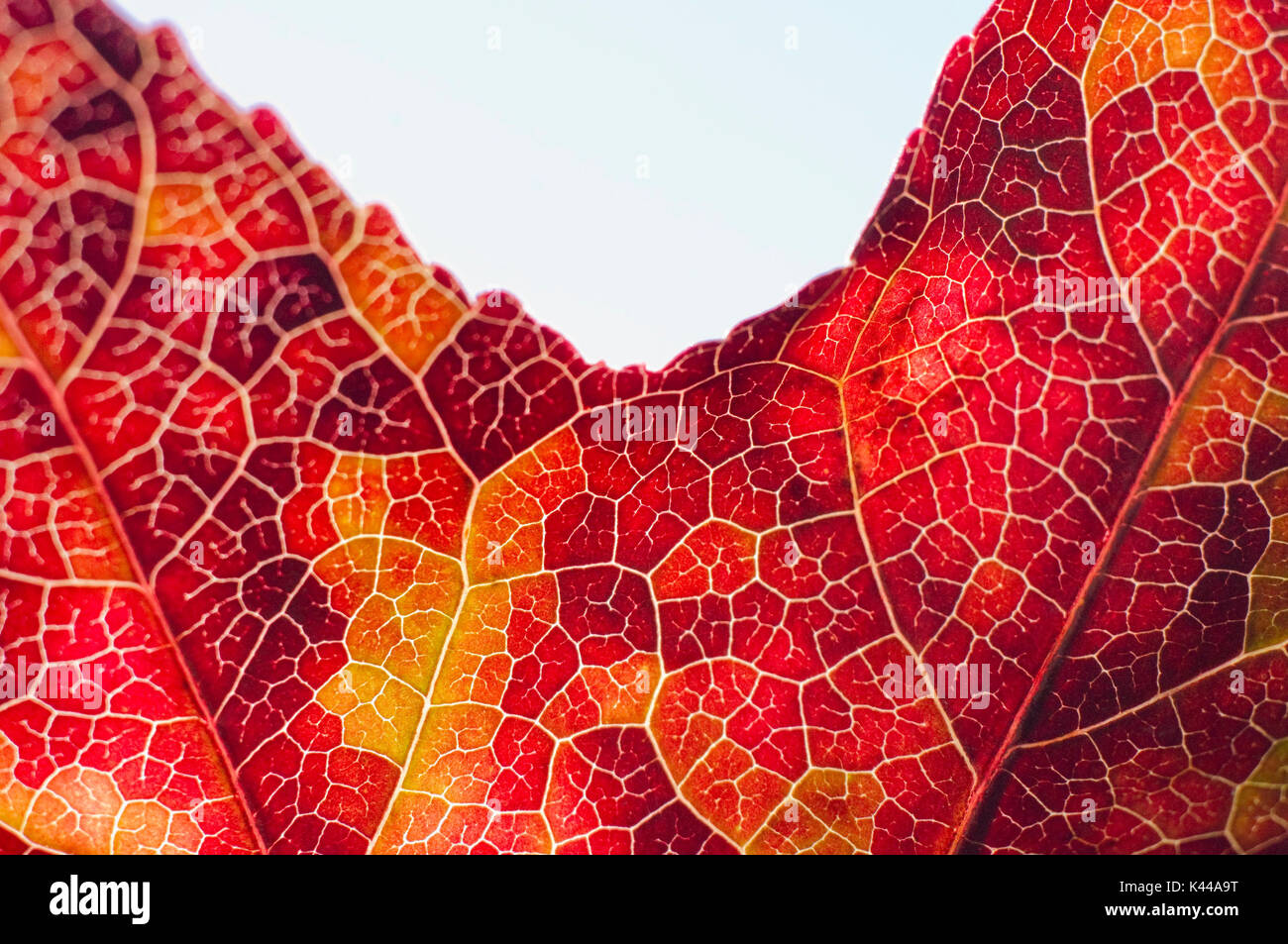 Liquidambar leaf hi-res stock photography and images - Alamy