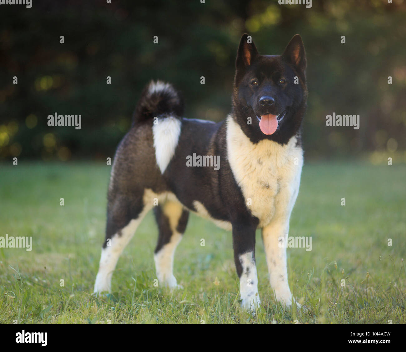 Calabria Italy High Resolution Stock Photography and Images - Alamy