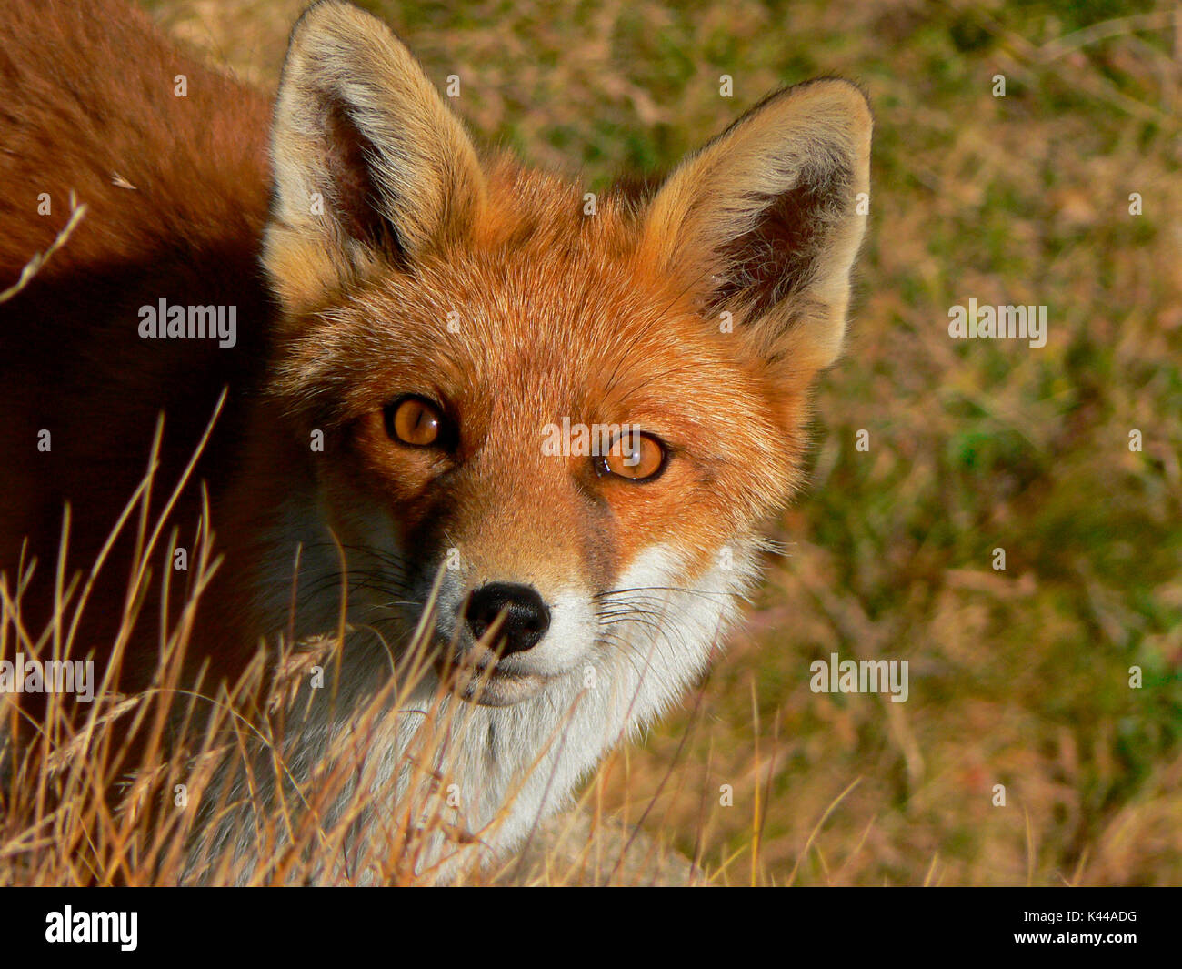 Fox eyes, valsavarenche, national park, aosta valley, italy Stock Photo ...