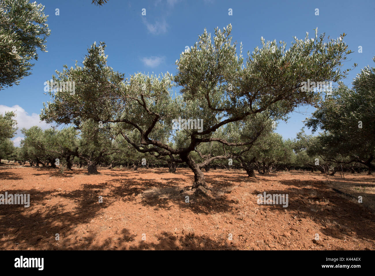 Olive oil tree coltivation hi-res stock photography and images - Alamy