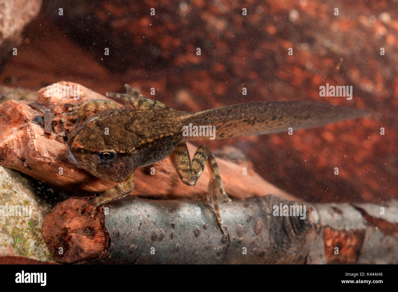 Temporaria frof toadpole underwater Stock Photo - Alamy