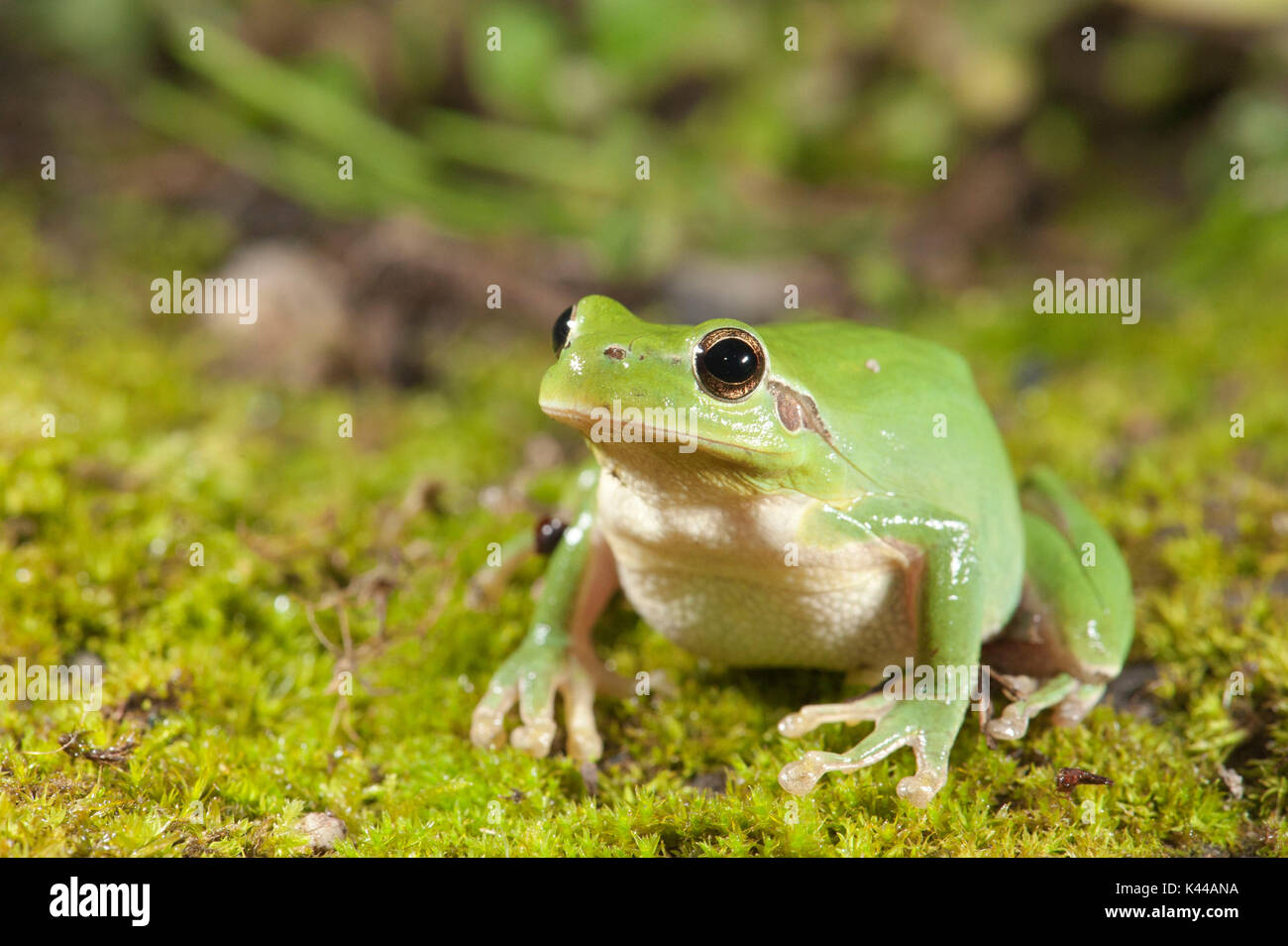 Stripeless tree frog hi-res stock photography and images - Alamy