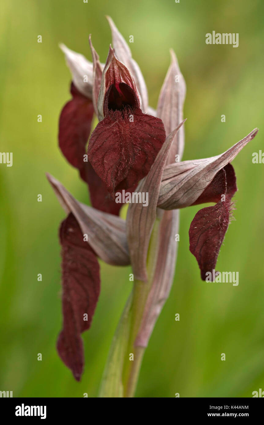 Cordigera hi-res stock photography and images - Alamy