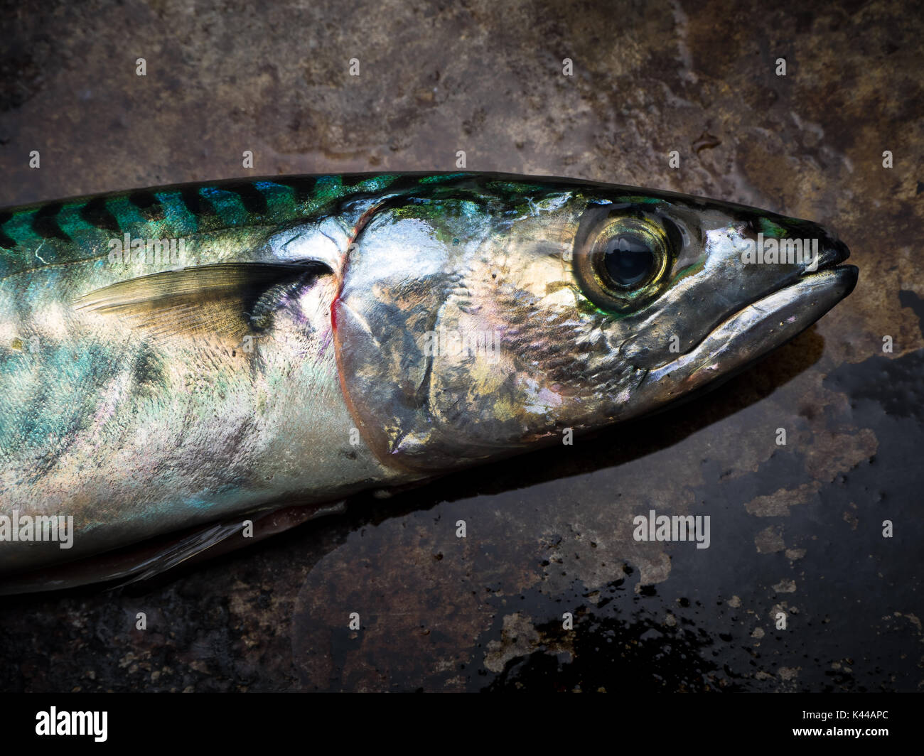 Mackerel colours hi-res stock photography and images - Alamy