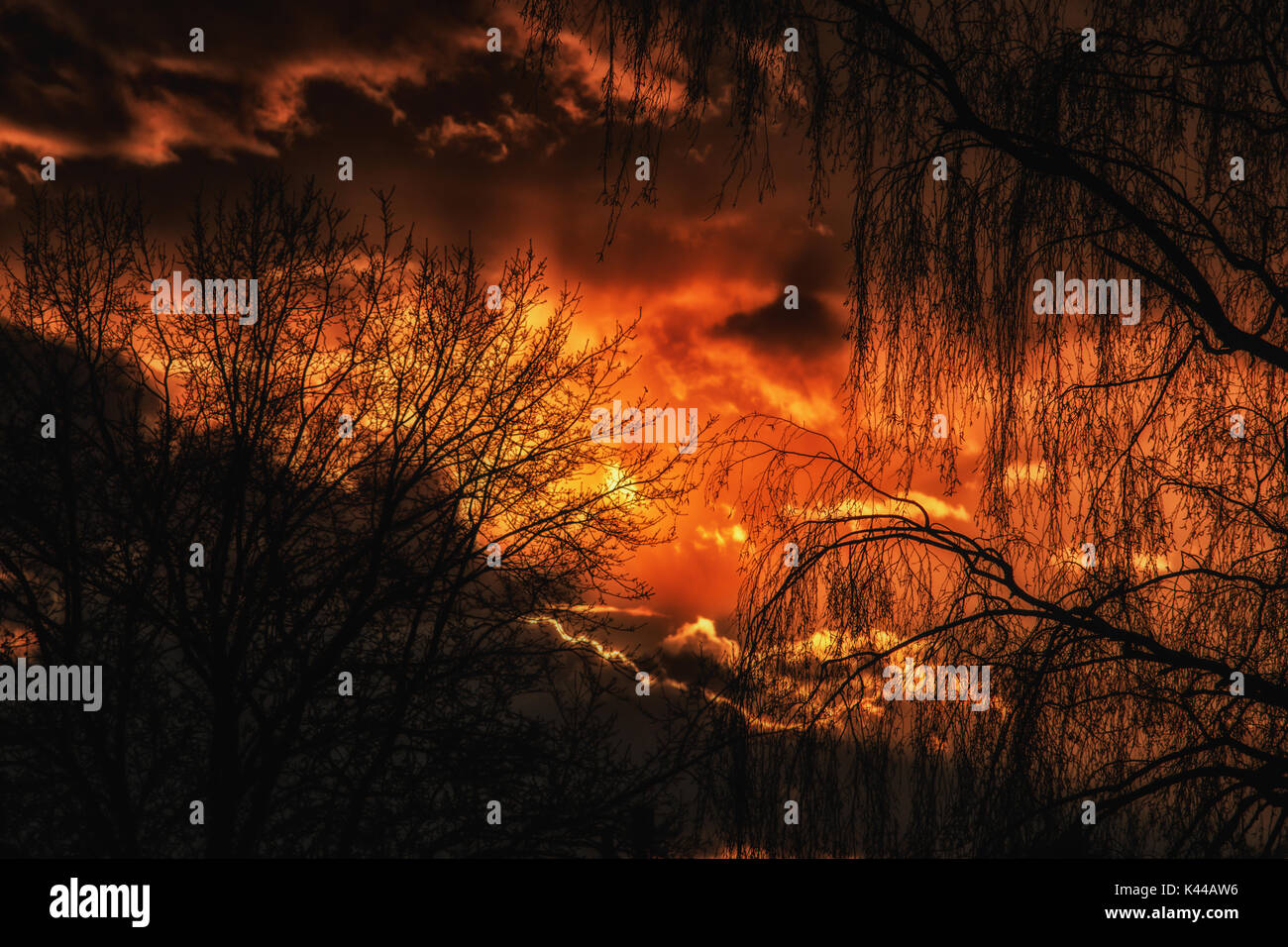 Trees branches sky dramatic hi-res stock photography and images - Alamy