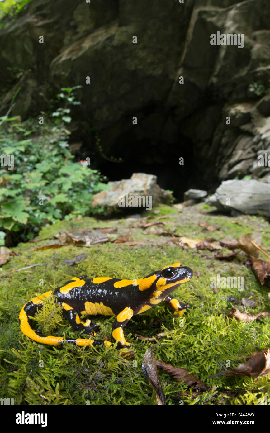 Urodeli hi-res stock photography and images - Alamy