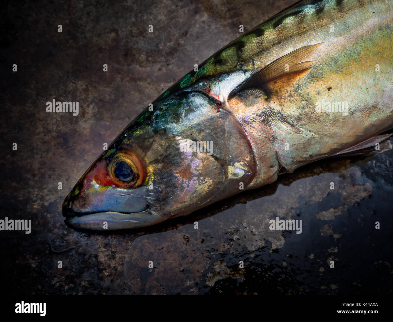 Mackerel colours hi-res stock photography and images - Alamy
