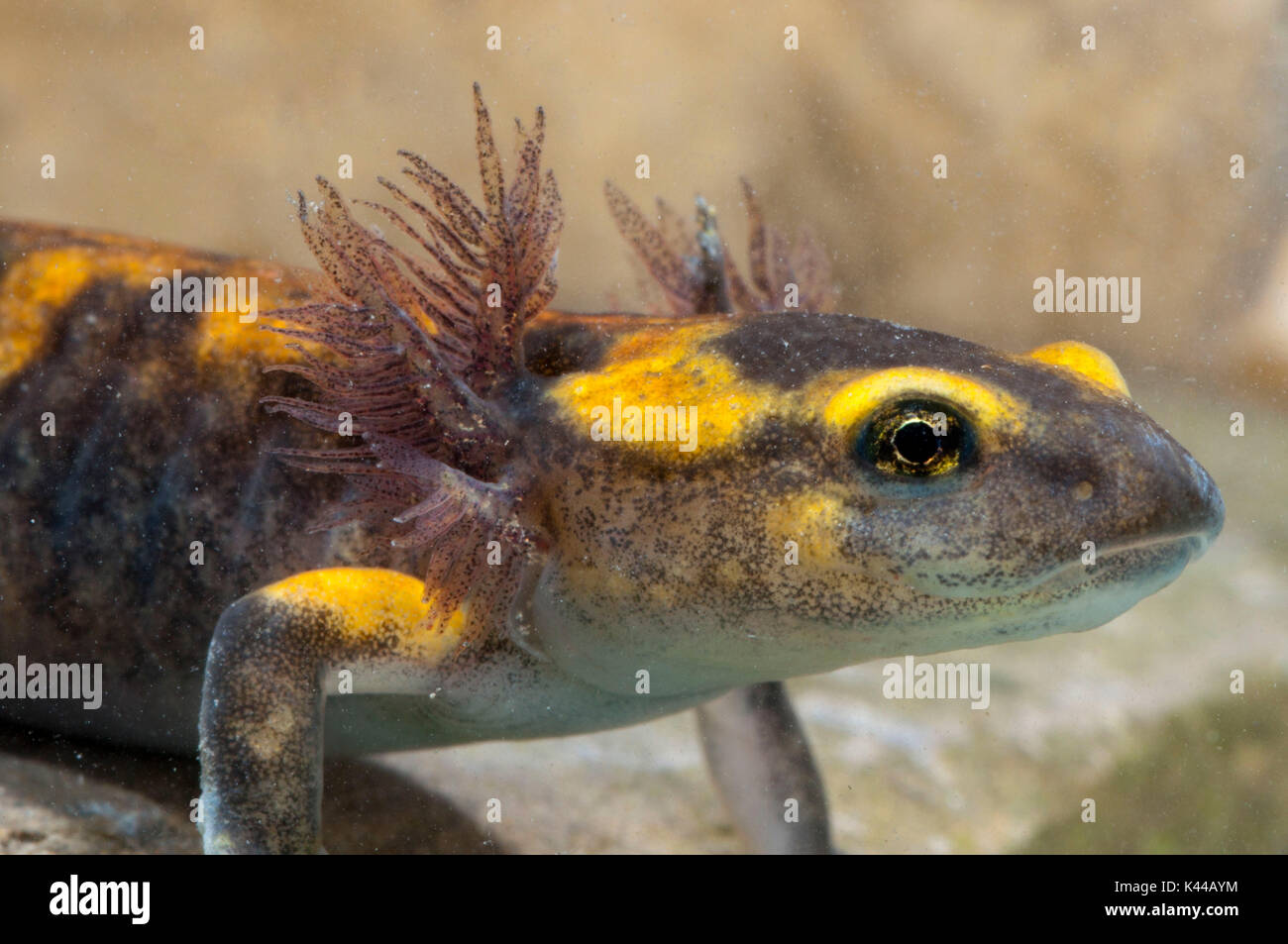 Neothenic form hi-res stock photography and images - Alamy