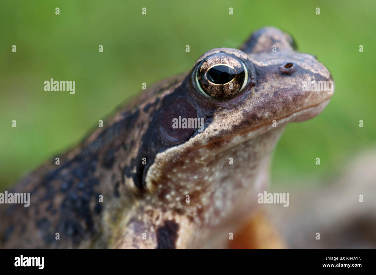 Detail frog hi-res stock photography and images - Alamy