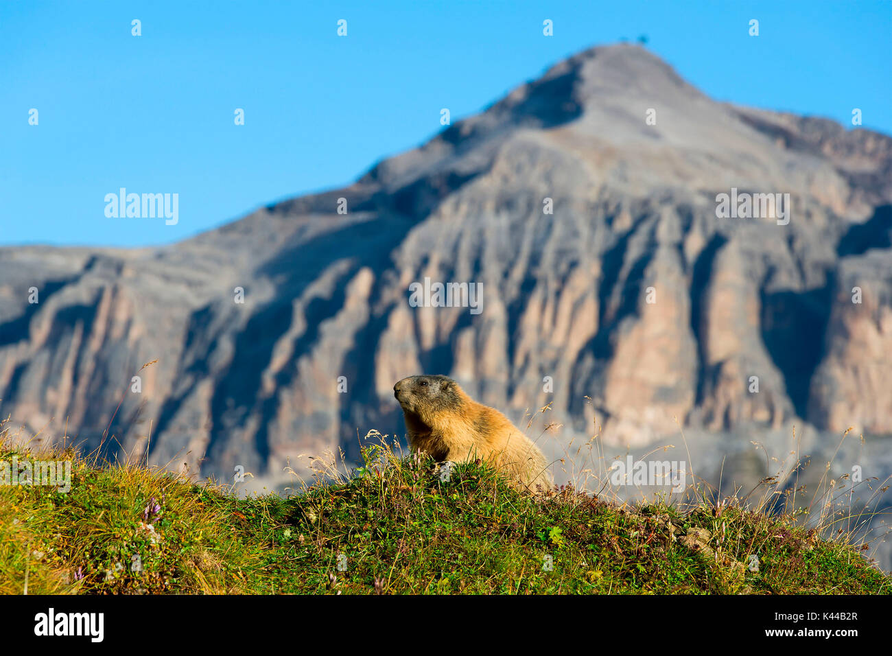 Italy,Dolomites,Fassa Valley,Marmotta,Alpine marmot,Sas Pordoi. Marmot ...