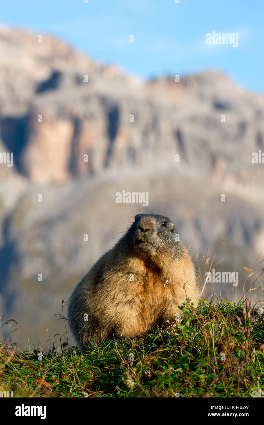 Fauna marmotta hi-res stock photography and images - Alamy