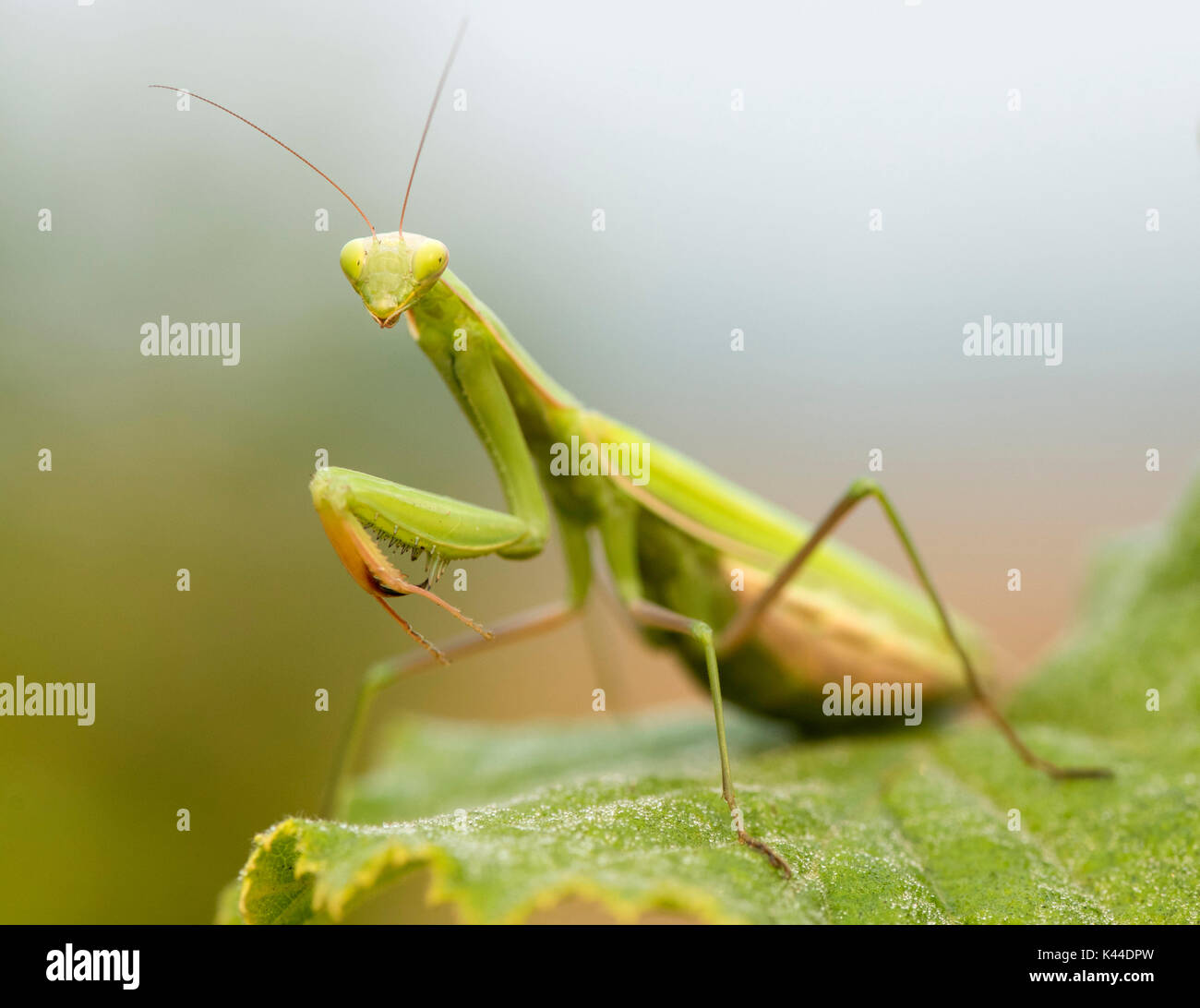 Roseburg, Oregon, USA. 3rd Sep, 2017. A mantis perches on the leaf of a ...