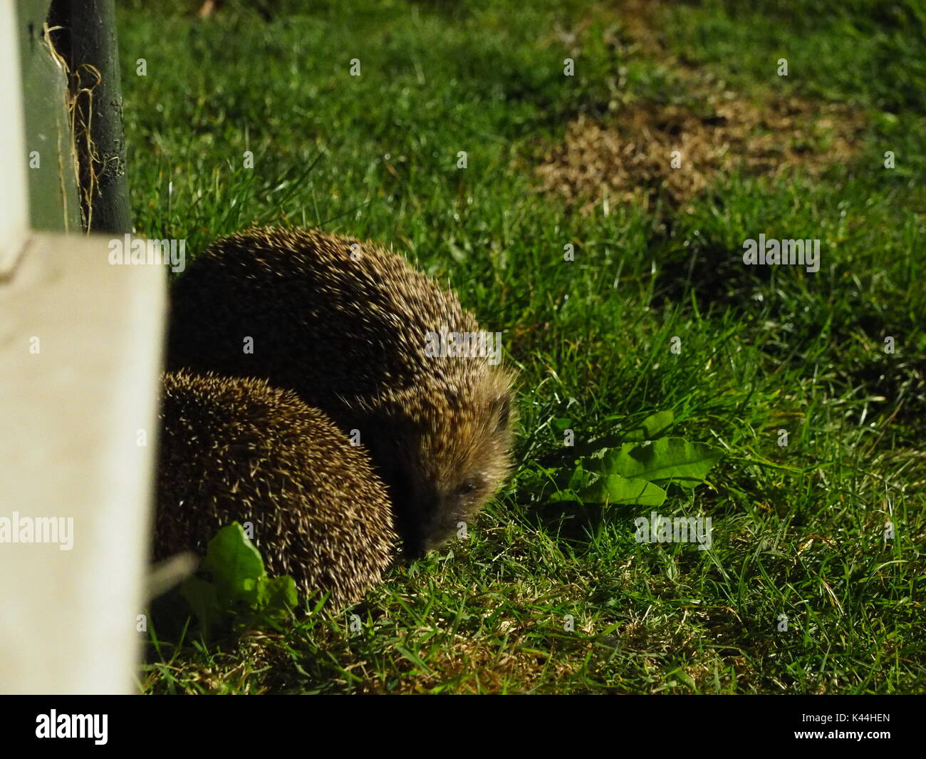Hedgehogs winter garden hi-res stock photography and images - Alamy
