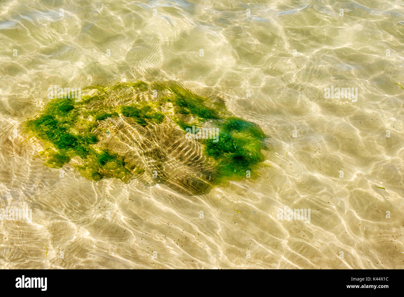 Sea sand bottom mud hi-res stock photography and images - Alamy